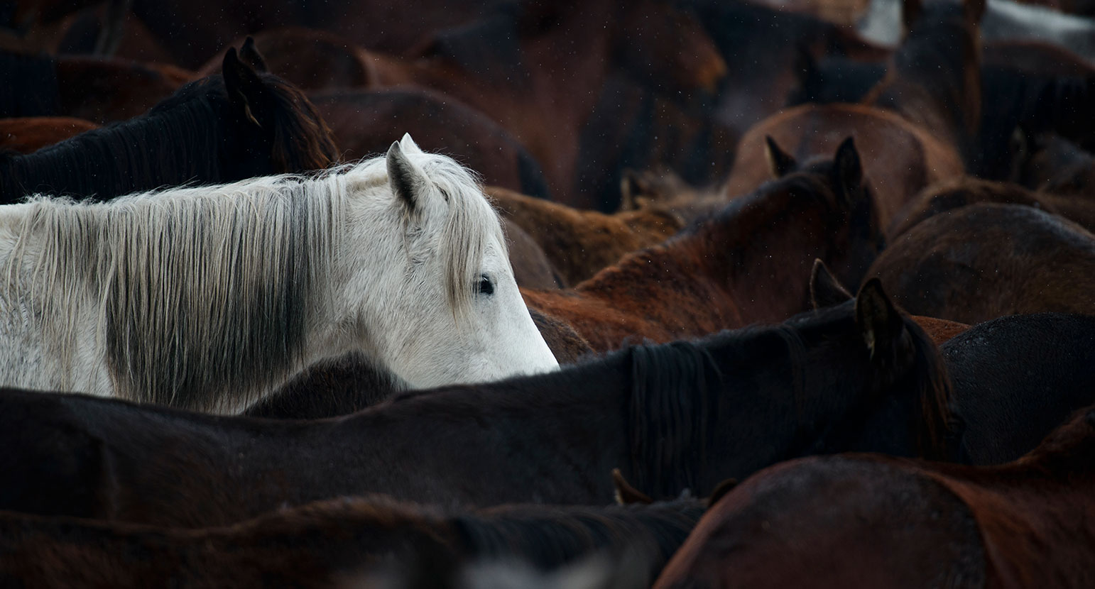 Spinach - Growth and Goodness